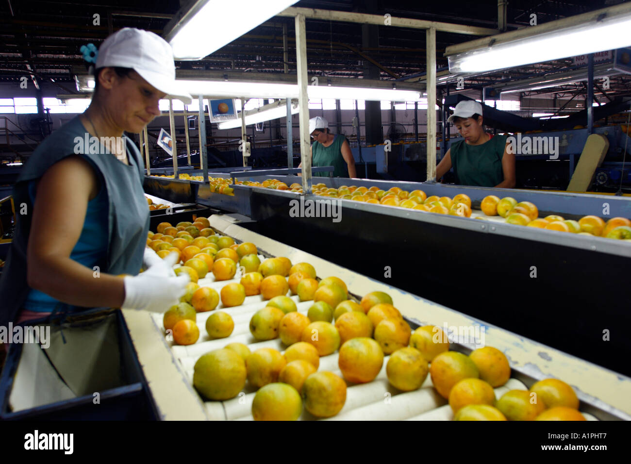 Argentina Entre Rios province citrus processing plant sorting the bad ...