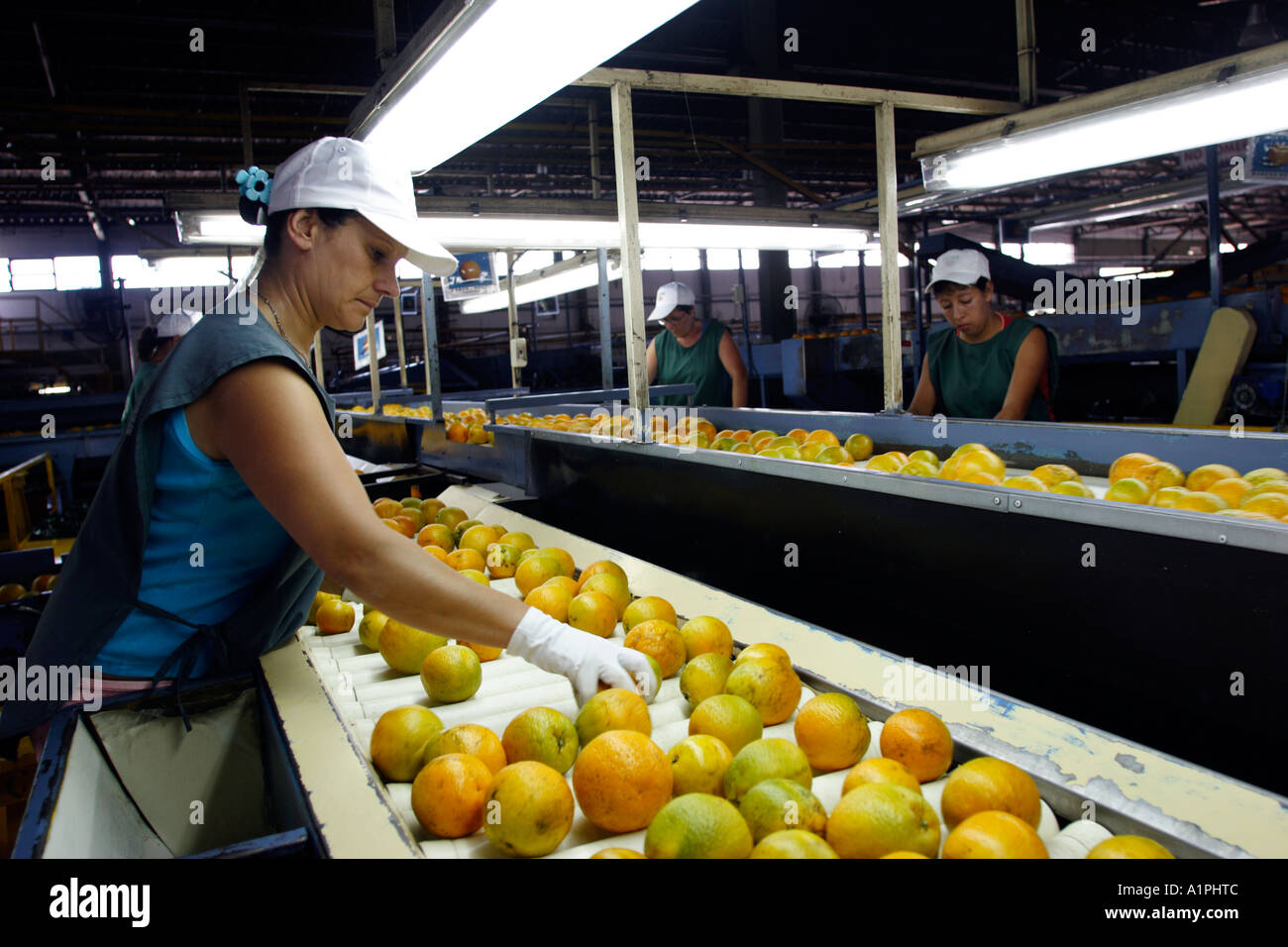 Argentina Entre Rios province citrus processing plant sorting the bad ...