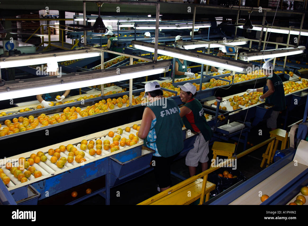 Argentina Entre Rios province citrus processing plant sorting the bad ...