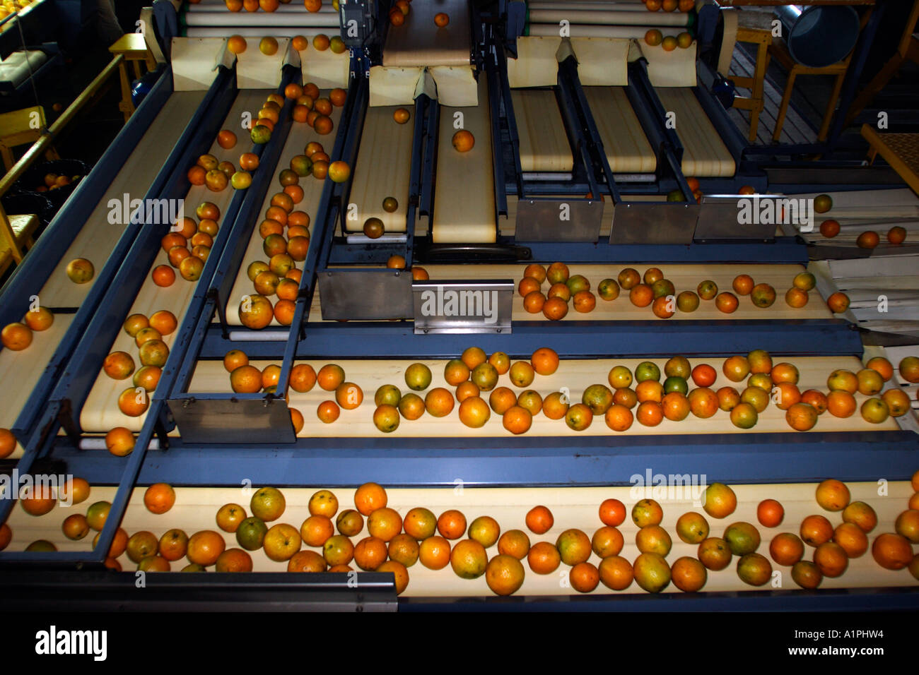 Line citrus processing hi-res stock photography and images - Alamy