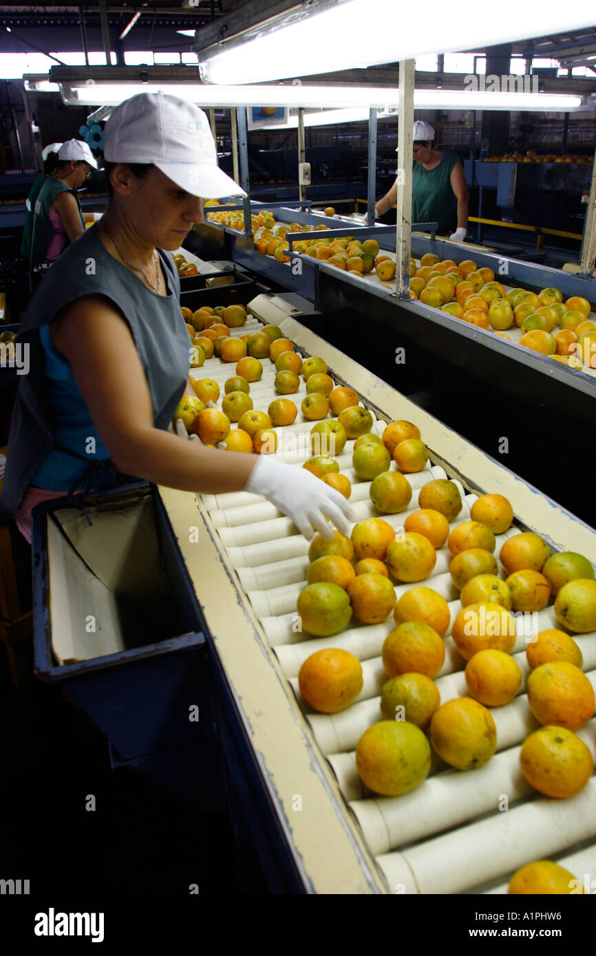 Oranges Processing Plant High Resolution Stock Photography and Images ...