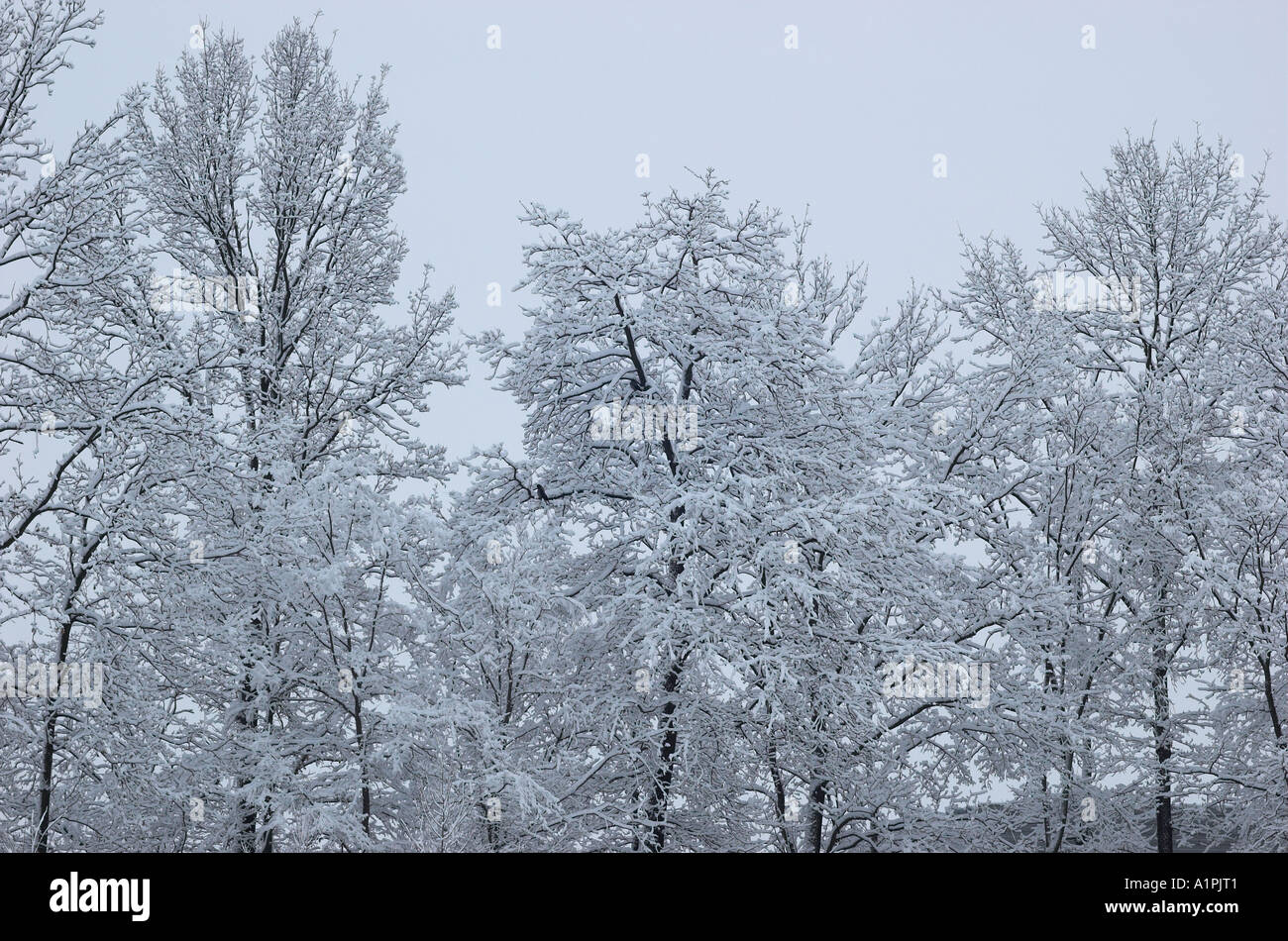 Trees covered in snow Stock Photo - Alamy