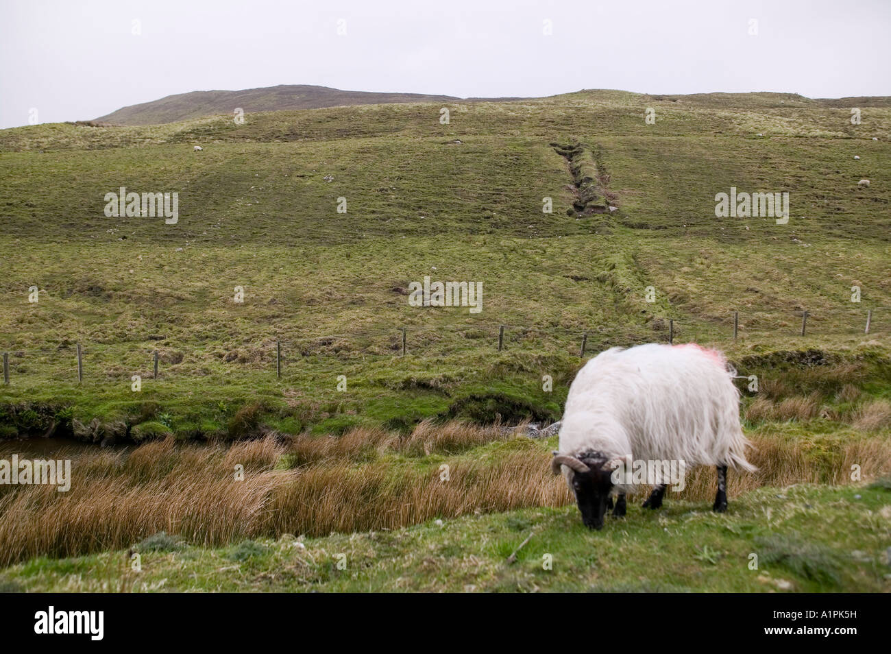 Ram male sheep in ireland hi-res stock photography and images - Alamy