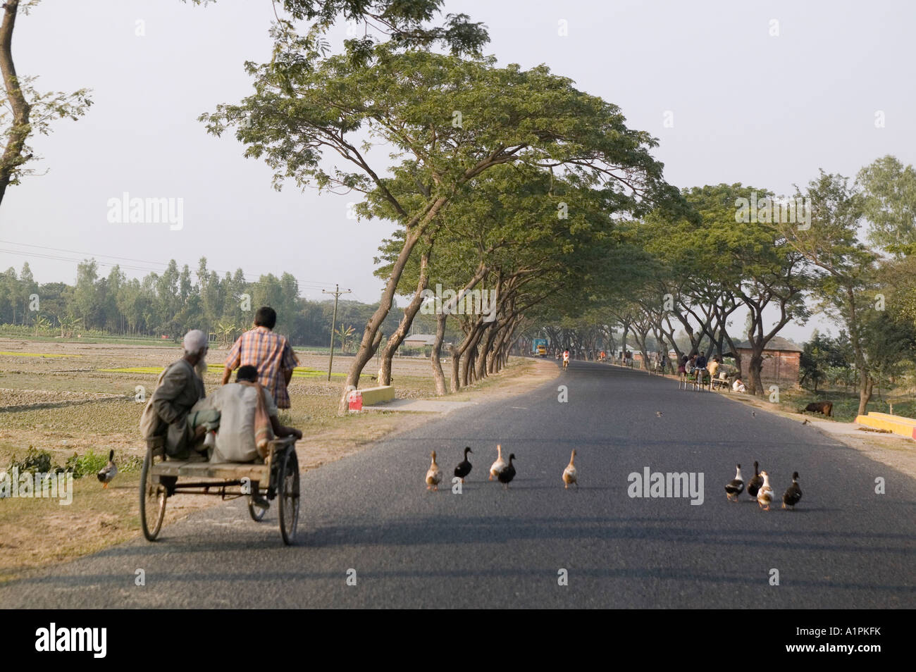 Rural bangladesh hi-res stock photography and images - Alamy