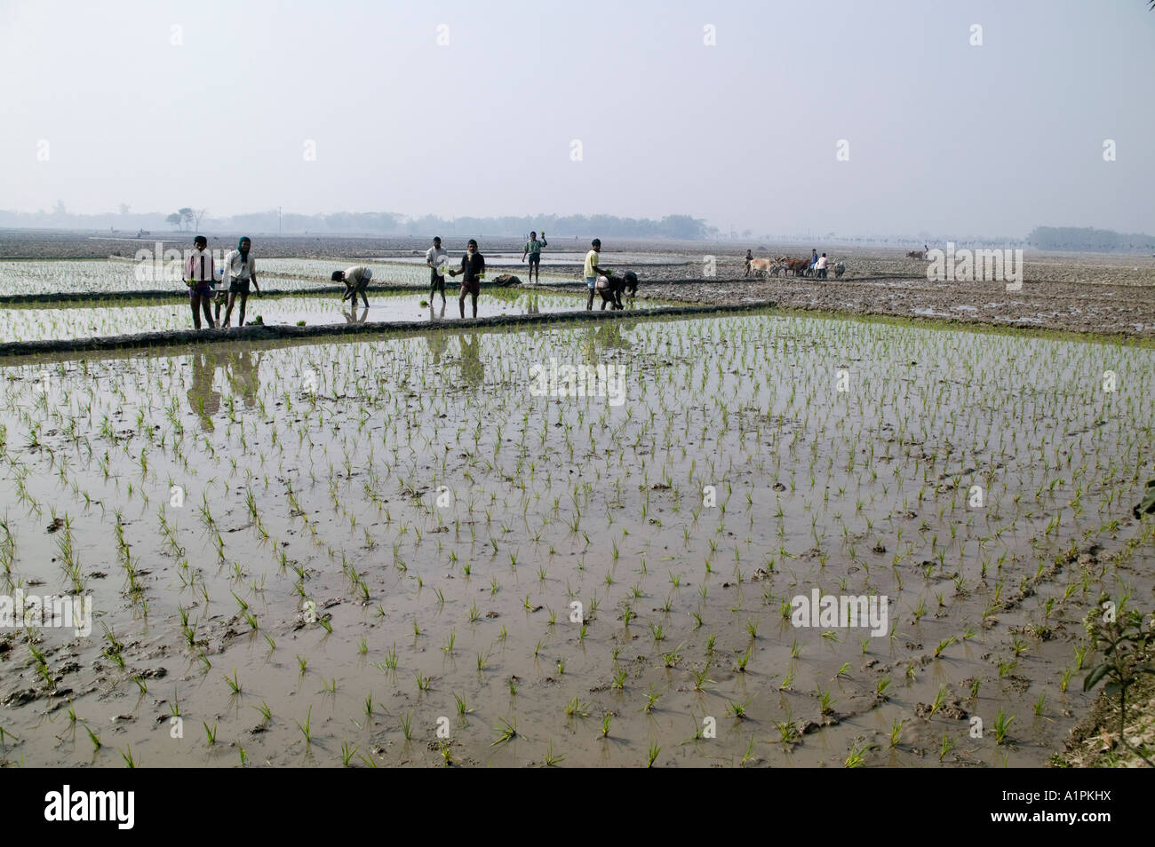 Men planting rice in a rice field in northern Bangladesh Stock Photo ...