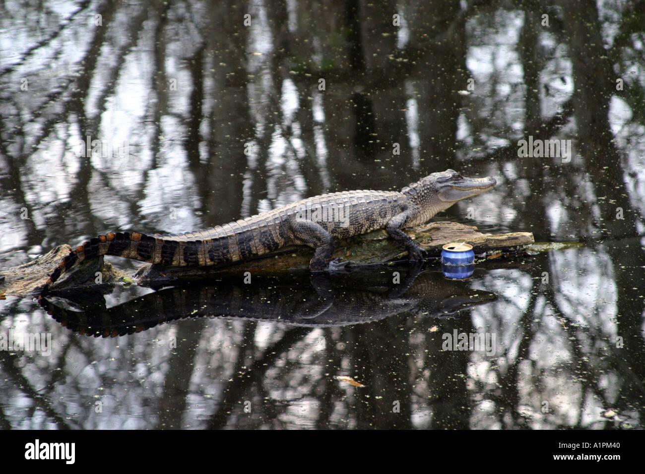 Alligator chilling with a brewski out by the swamp Stock Photo - Alamy