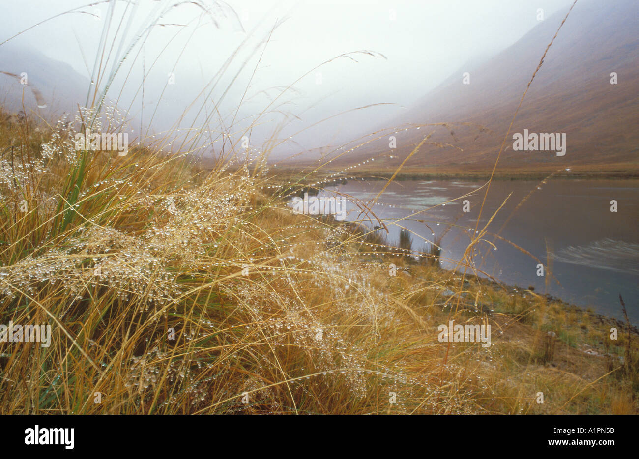 Mist in Scottish Glen Stock Photo - Alamy