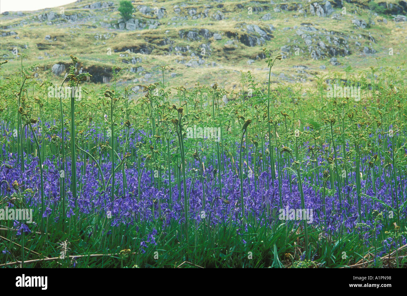 Bluebells growing on mountain hillside Stock Photo - Alamy