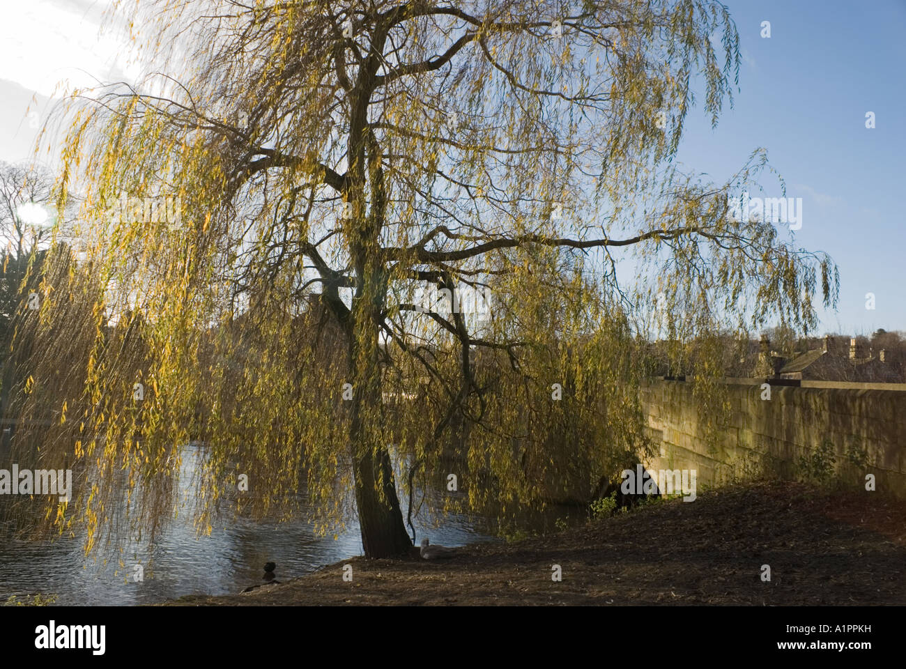Willow tree and Stone Bridge, Bakewell Stock Photo - Alamy