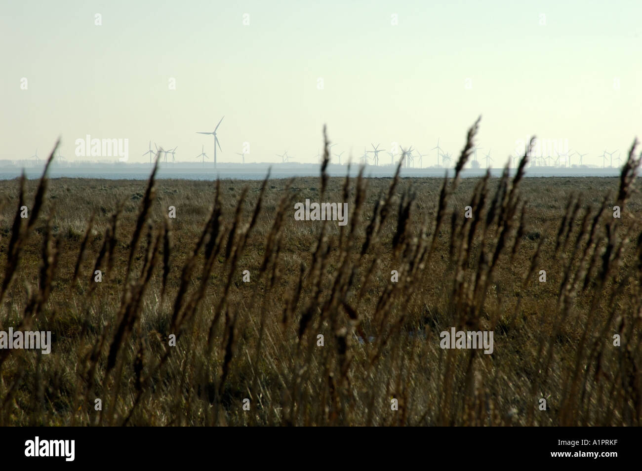 Wind turbines behind grass Stock Photo - Alamy