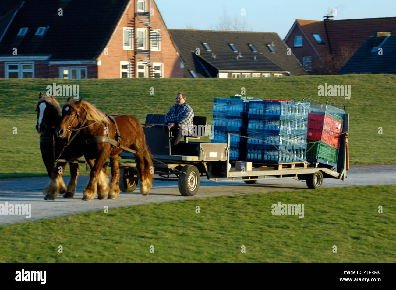 Shire horses pulling beer hi-res stock photography and images - Alamy