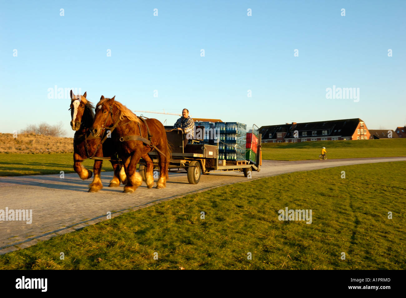 Shire horses pulling beer hi-res stock photography and images - Alamy