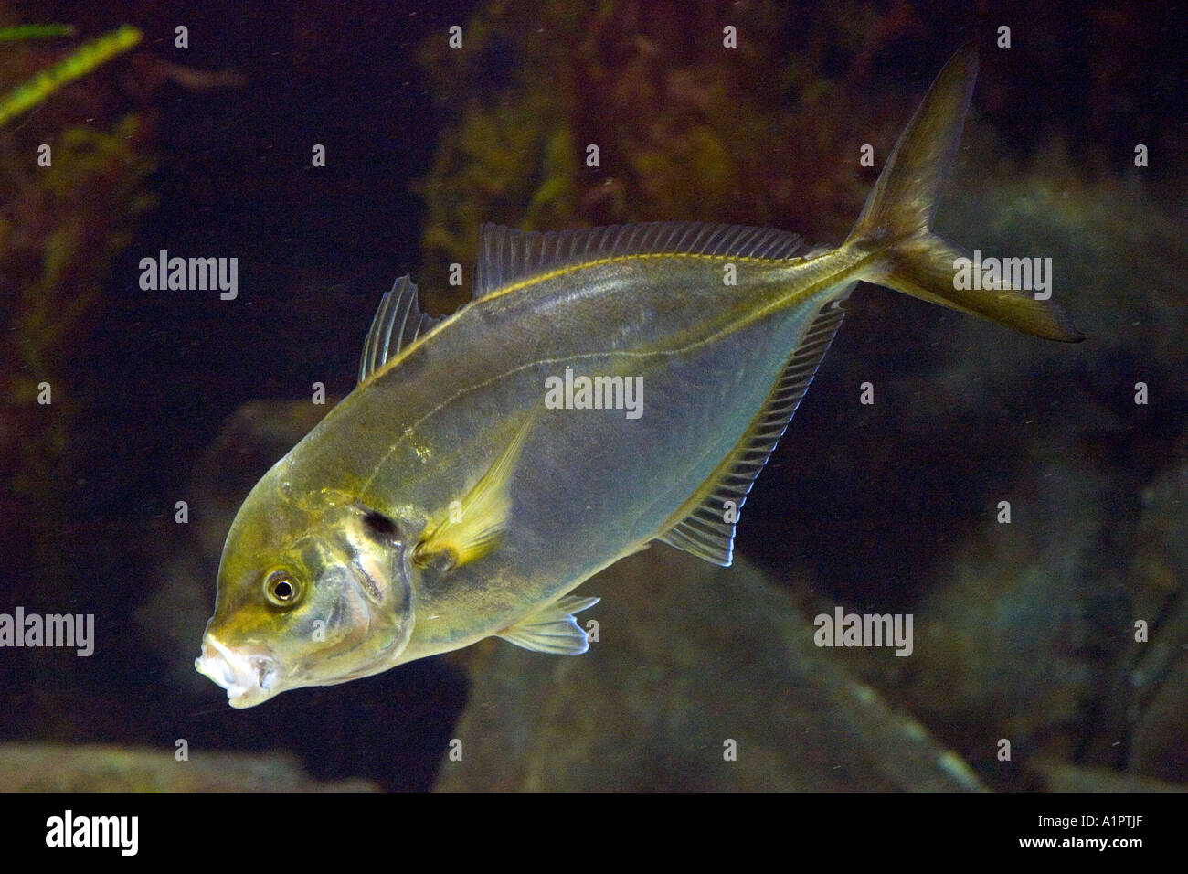 Silver trevally australia hi-res stock photography and images - Alamy