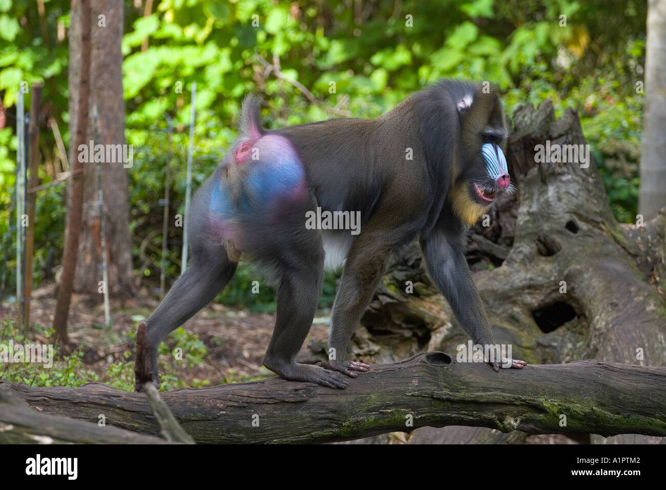 Mandrill baboon at Melbourne Zoo, Australia Stock Photo - Alamy