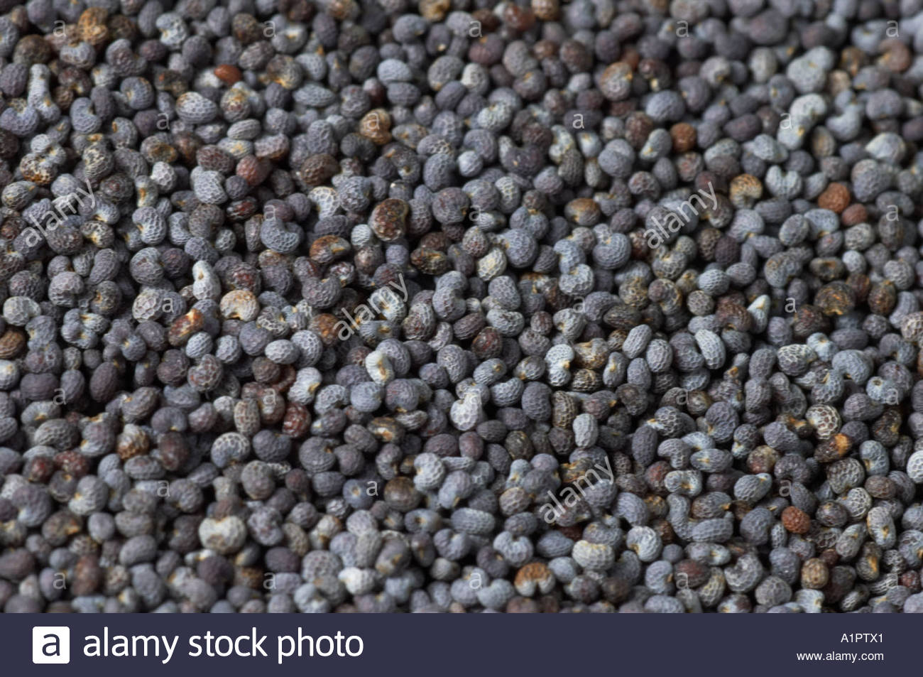 Still life poppy seed hi-res stock photography and images - Alamy