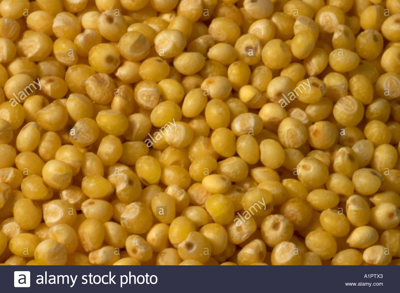 Foxtail millet seeds seed hi-res stock photography and images - Alamy