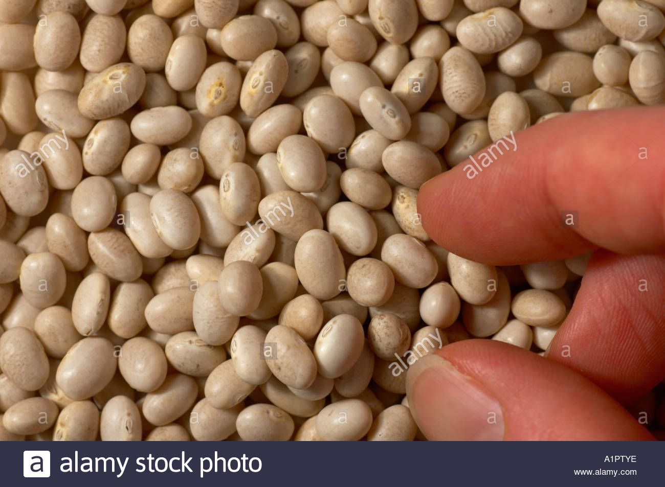 Picking up a Haricot bean Stock Photo - Alamy