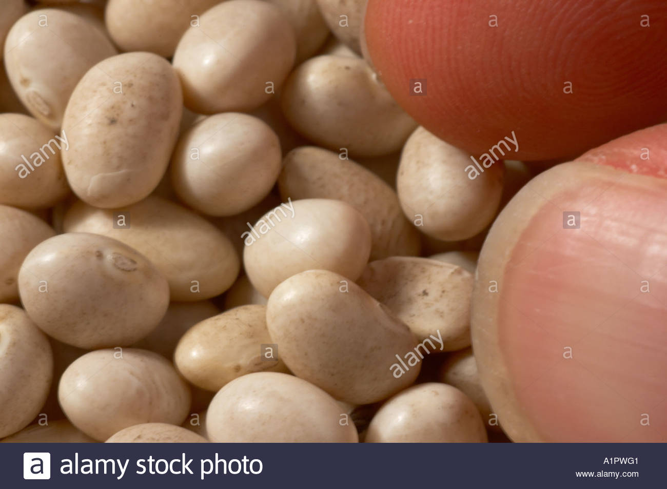 Picking up a Haricot bean Stock Photo - Alamy