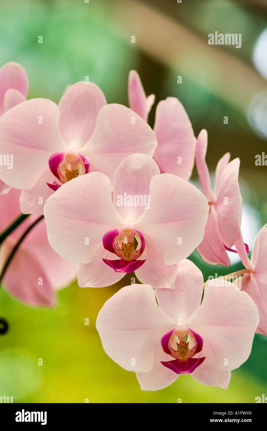 Asia asian bloom blooms hi-res stock photography and images - Alamy