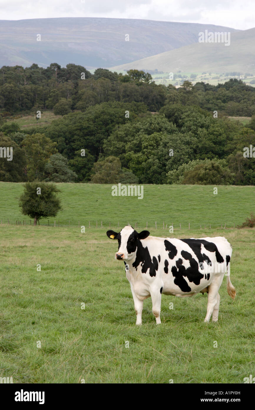 Dairy Cow in grazing field in Cumbria, UK, Europe Stock Photo - Alamy