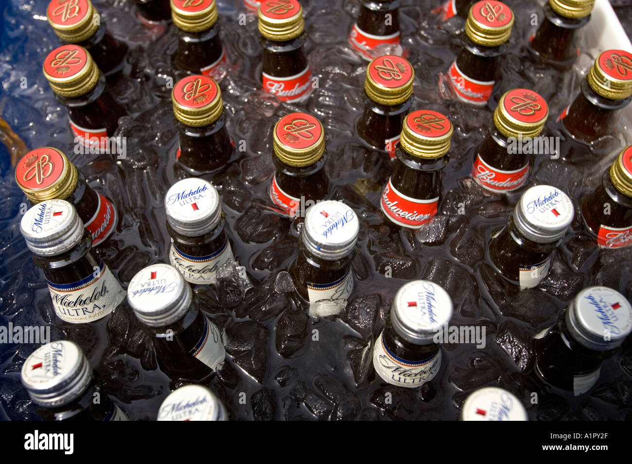 Beer chilling on ice Stock Photo - Alamy