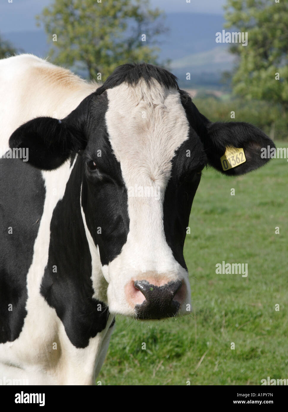 Dairy Cow in grazing field in Cumbria, UK, Europe Stock Photo - Alamy