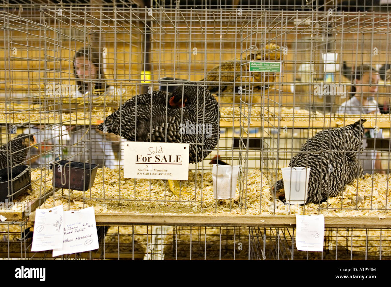Poultry show cages hi-res stock photography and images - Alamy