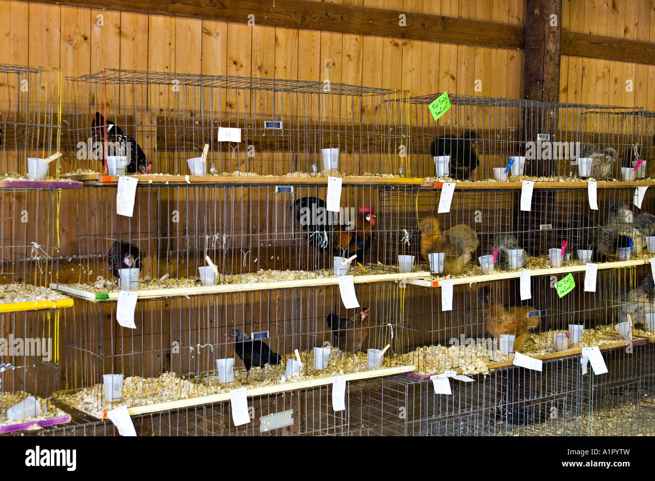 ILLINOIS Grayslake Poultry show at county fair fowl in cages signs and ...