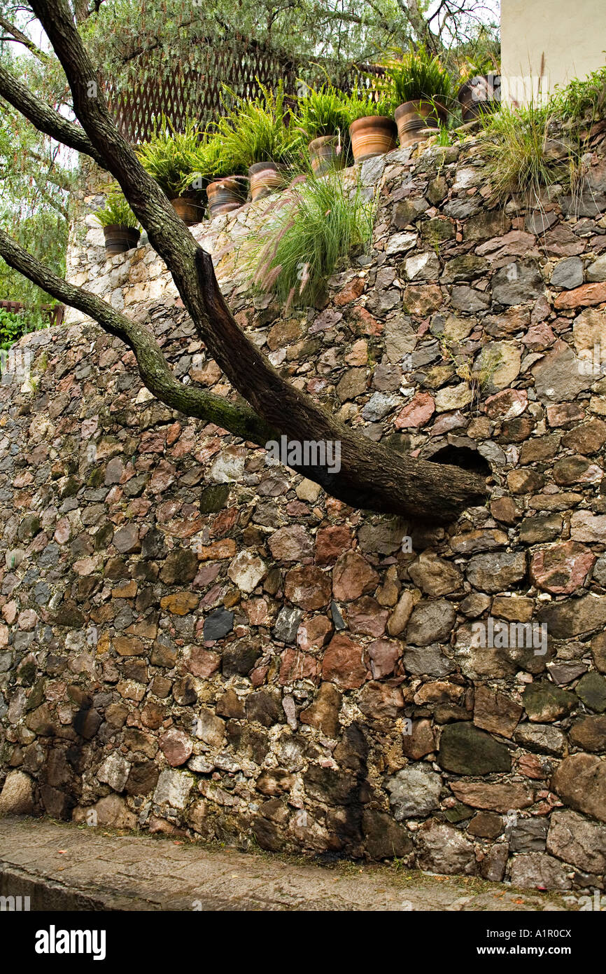 MEXICO San Miguel de Allende Stone wall built around tree branch ...