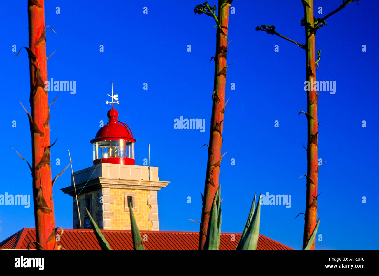 Lighthouse of Lagos surrounded of Agave Plants the symbol of the ...