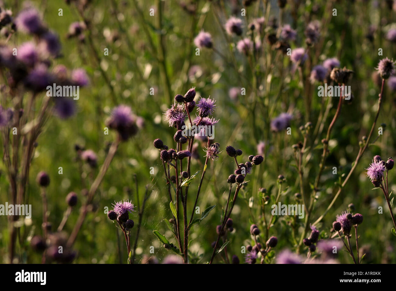 Field of blooming thistles with purple flowers in focus, set against a ...
