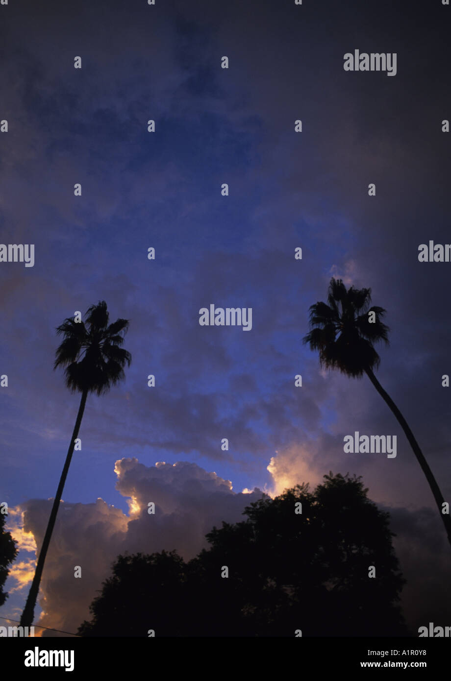 Palm trees, Pasadena California Stock Photo - Alamy