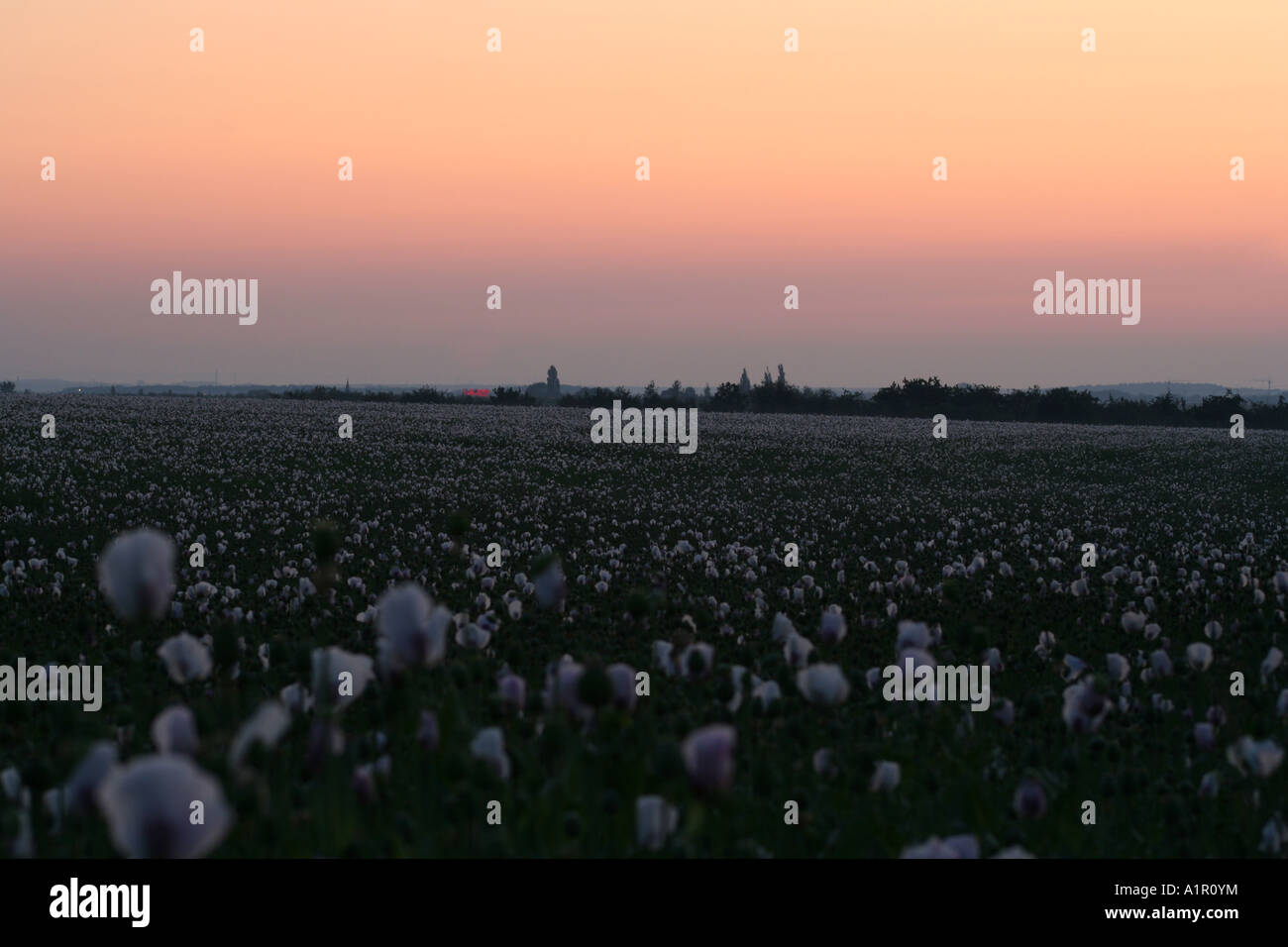 A beautiful field of flowers at dusk with a colorful sunset sky ...