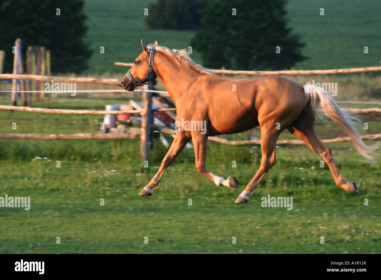 A graceful horse running freely in a paddock, showcasing the beauty and ...