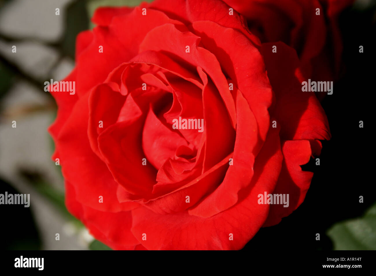 Close-up of a vibrant red rose in full bloom, showcasing its natural beauty and elegance in a ...