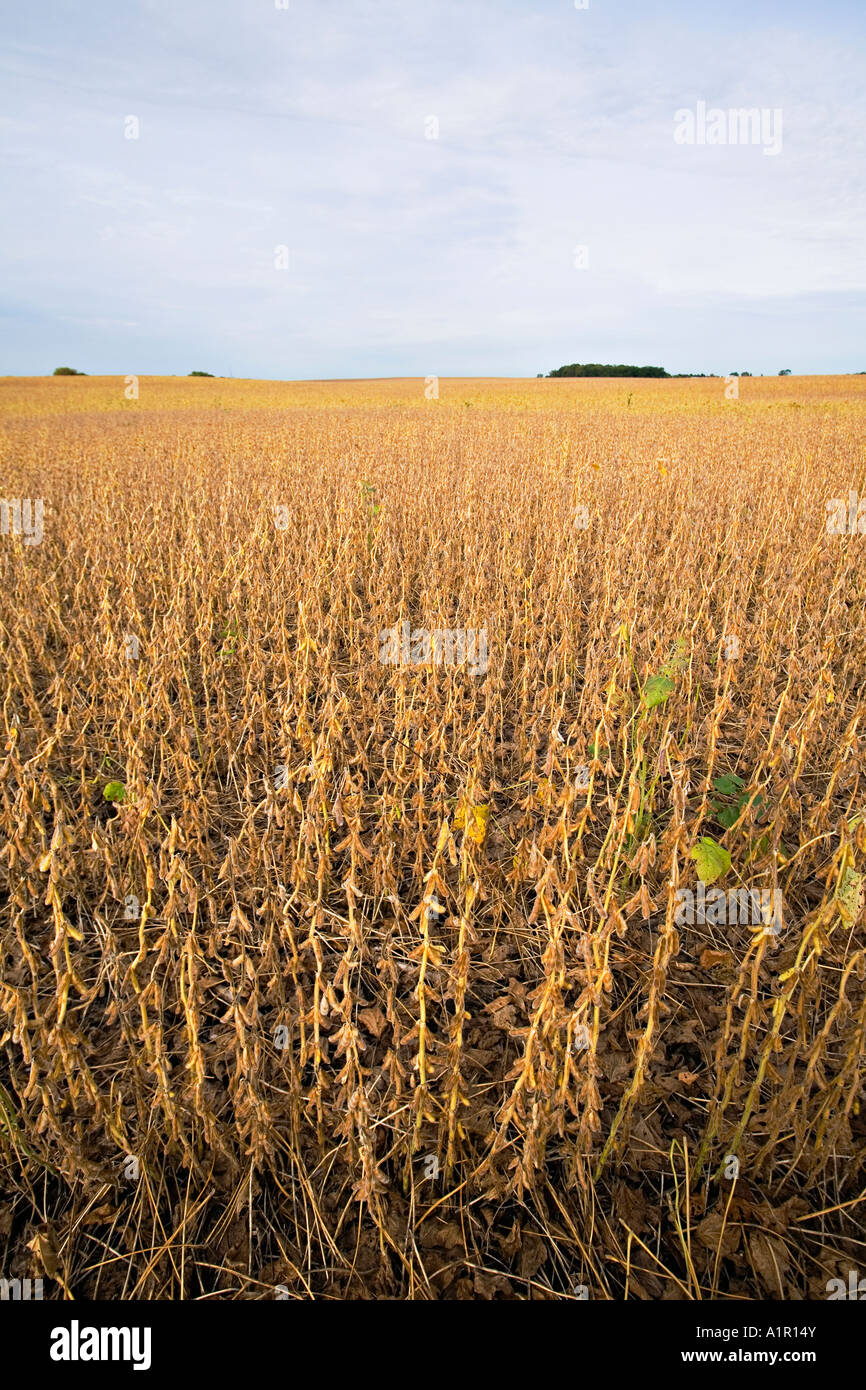 WISCONSIN Kenosha County Soybeans ready for harvest in midwest field ...