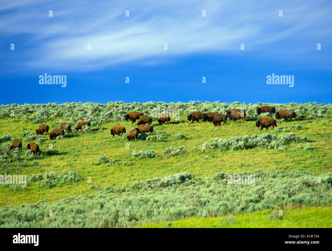 Yellowstone usa bison migration hi-res stock photography and images - Alamy