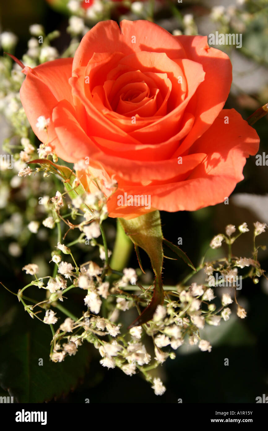 Close-up of a beautiful orange rose surrounded by delicate white baby's ...