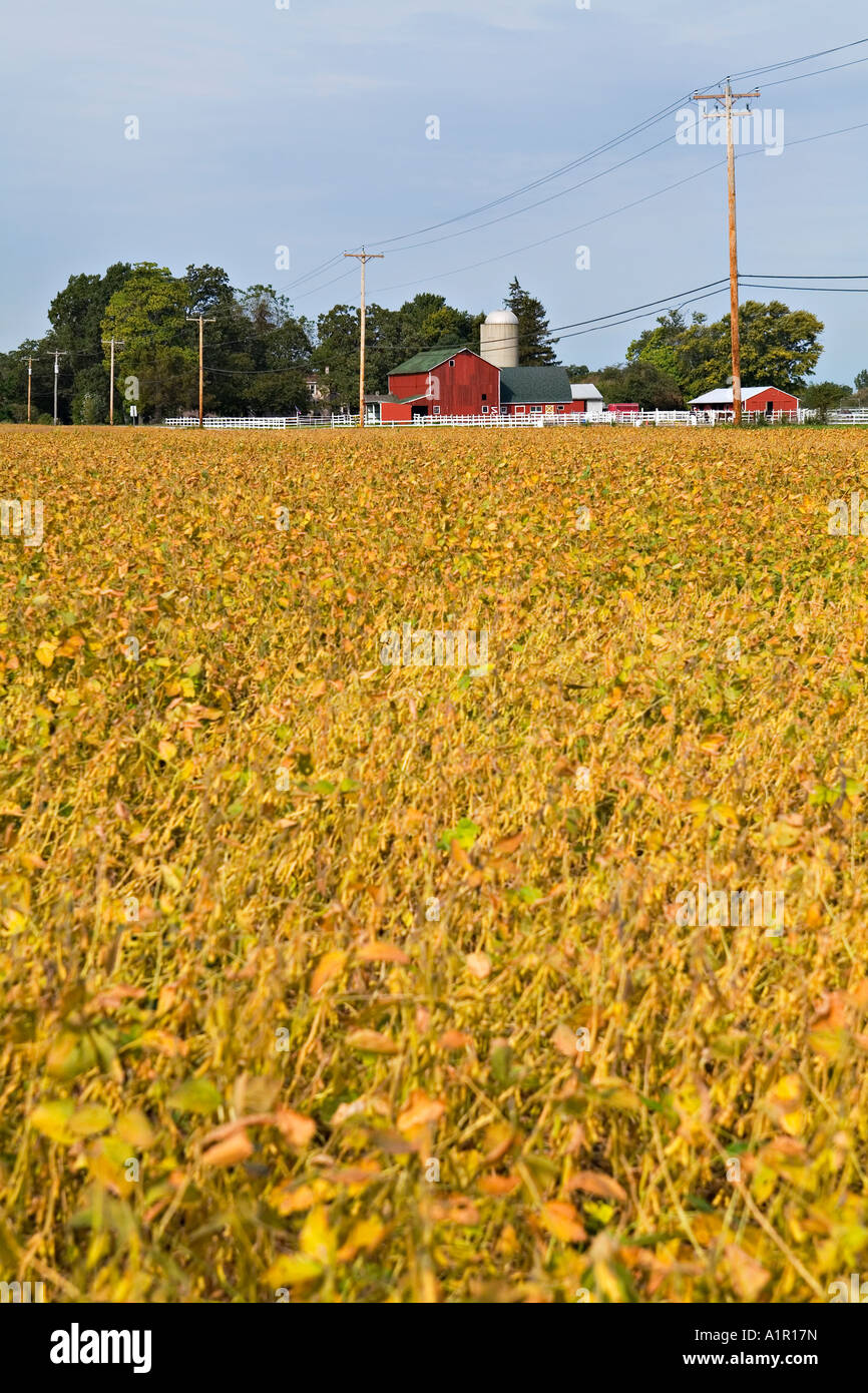 WISCONSIN Kenosha County Soybeans ready for harvest in midwest field ...