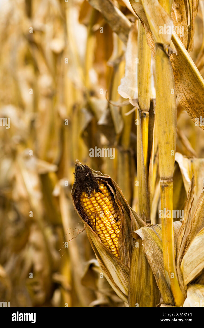 WISCONSIN Kenosha County Ear of ripe field corn on the stalk husks ...