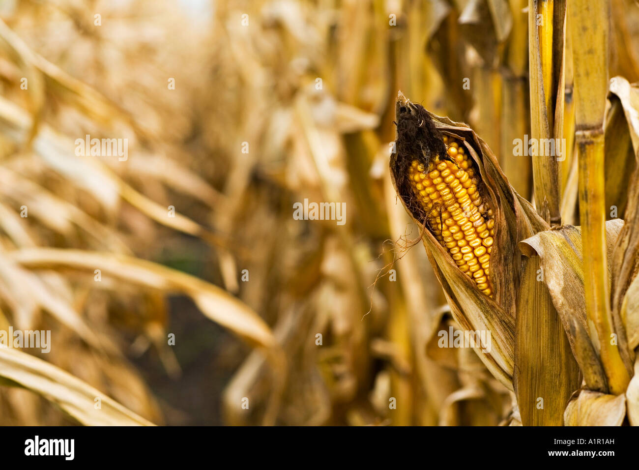 WISCONSIN Kenosha County Ear of ripe field corn on the stalk husks ...