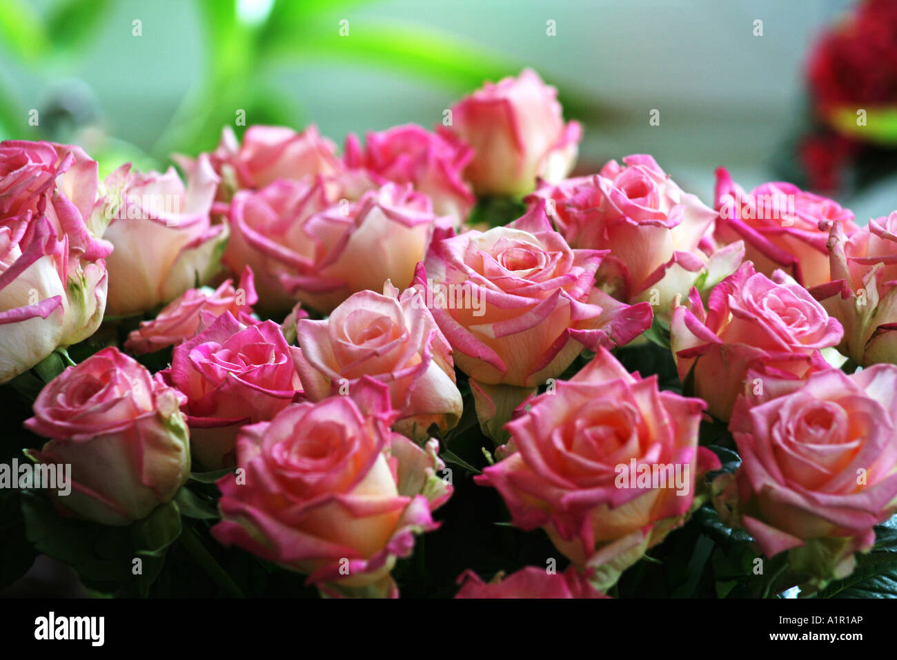 Beautiful pink roses in full bloom, showcasing delicate petals and ...