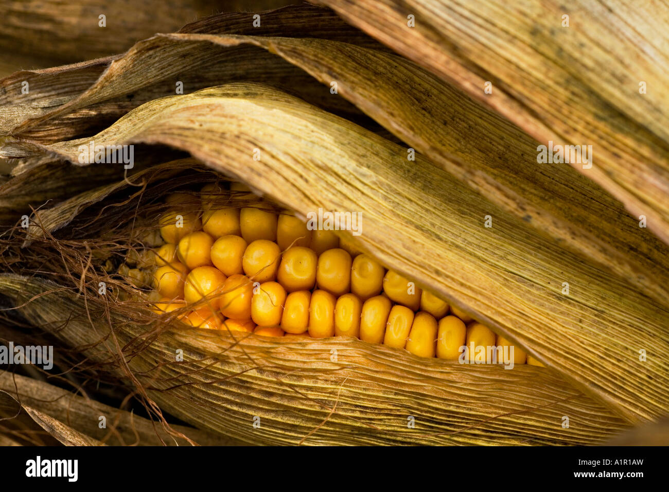 WISCONSIN Kenosha County Ear of ripe field corn husks pulled back rows ...