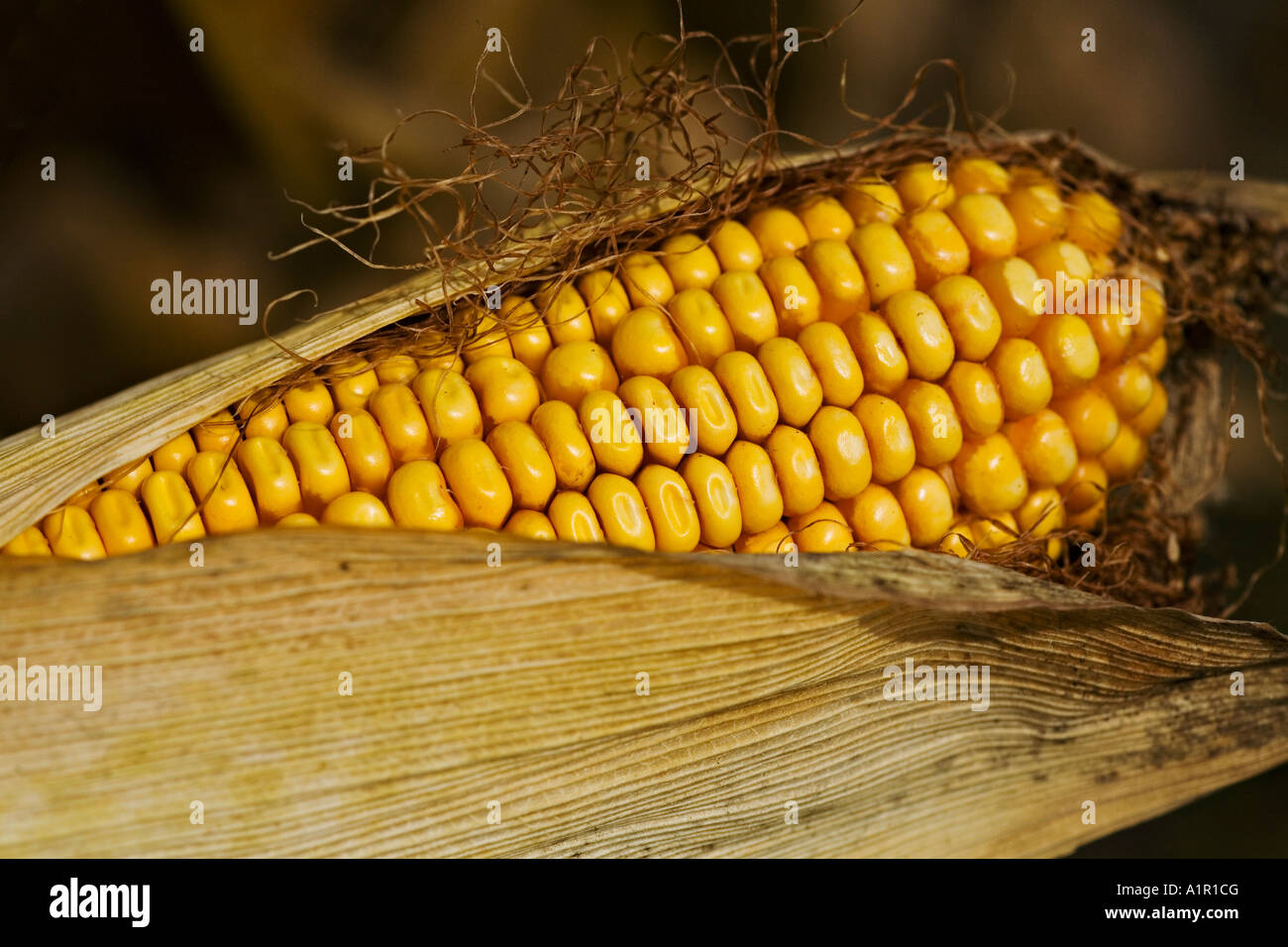 Pulled his ears hi-res stock photography and images - Alamy