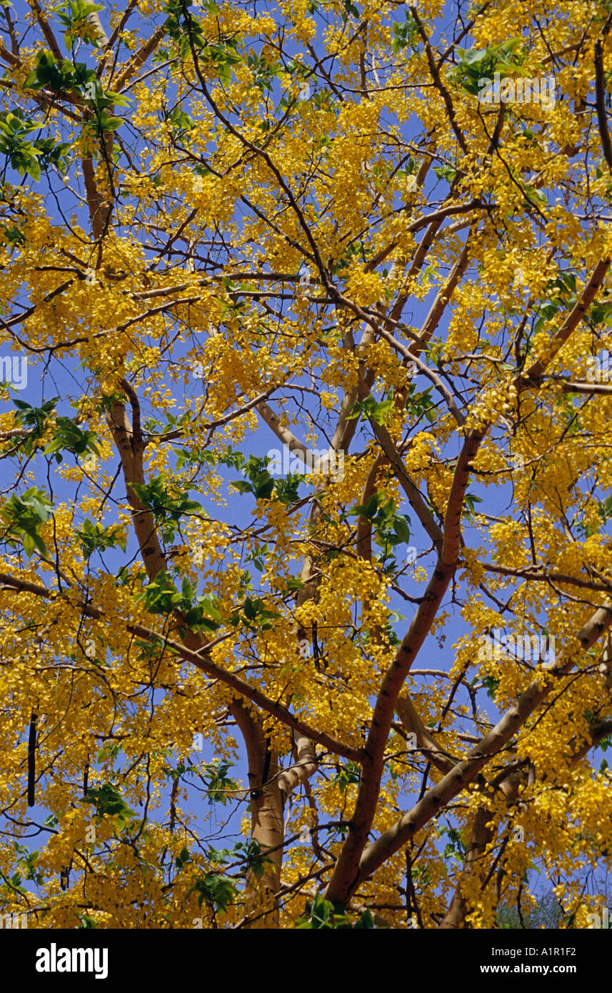 INDIAN LABURNUM TREE Stock Photo - Alamy