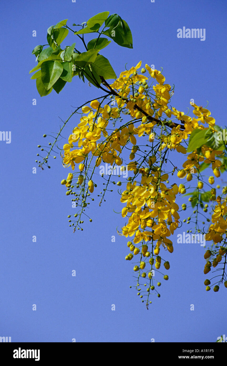 Indian Laburnum Stock Photos & Indian Laburnum Stock Images - Alamy