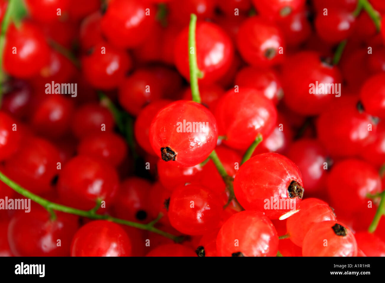 Fresh red currants close-up, showcasing vibrant colors and natural ...