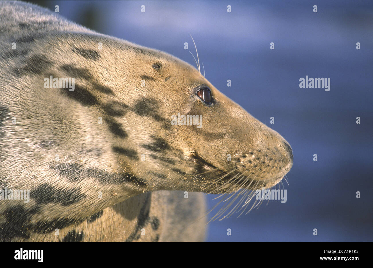 Female Grey Seal Halichoerus grypus Norfolk UK Stock Photo - Alamy