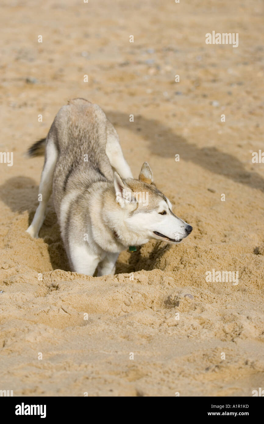 "Siberian Husky" Dog Digging Hole in Sand on Beach Stock Photo - Alamy