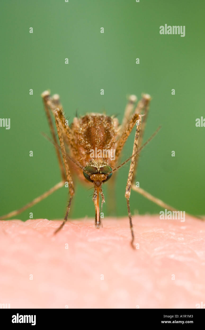 Head on View of Anopheles Mosquito Biting and Sucking Blood from Human ...